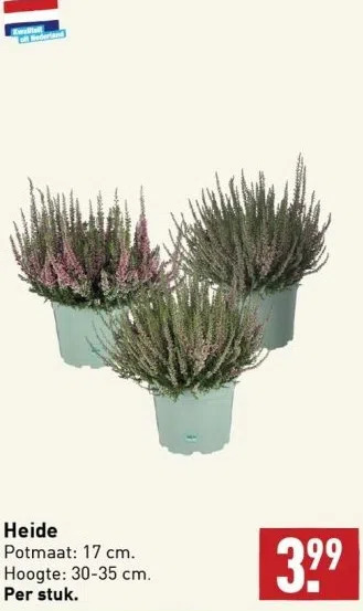 Heide potmaat: 17 cm. hoogte: 30-35 cm. per stuk. aanbieding bij ALDI