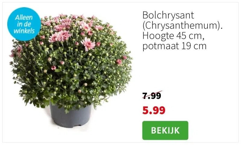 Bolchrysant (chrysanthemum). hoogte 45 cm, potmaat 19 cm aanbieding bij Intratuin