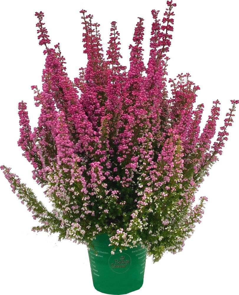 Heide (erica gracilis 'beauty queen') d 12 h 25 cm aanbieding bij Intratuin