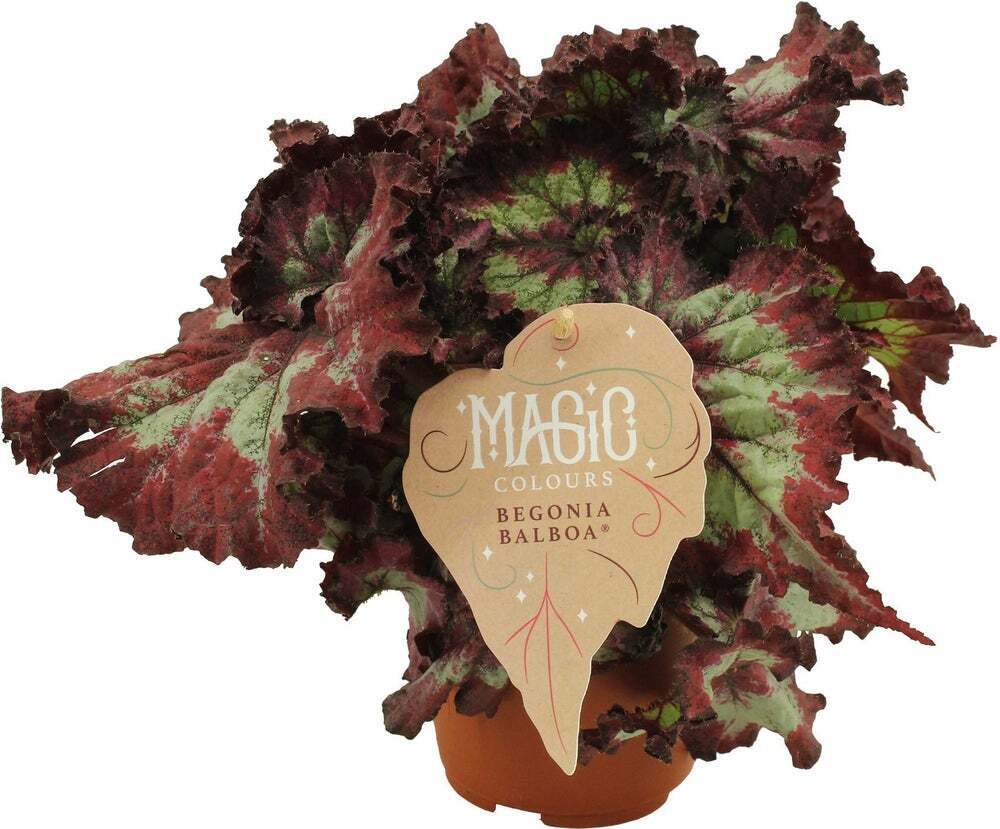 Bladbegonia (begonia rex (mc) 'balboa') d 12 h 25 cm aanbieding bij ...