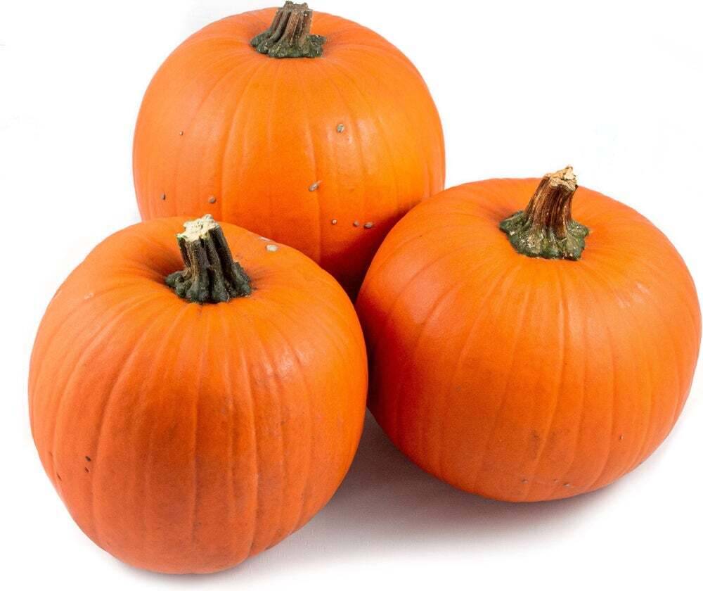 Pompoen (cucurbita 'halloween') d 15 cm aanbieding bij Intratuin