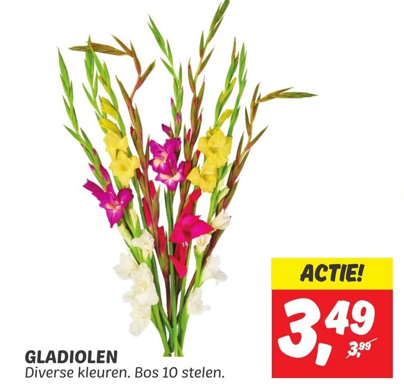 GLADIOLEN Bos 10 stelen aanbieding bij Dekamarkt