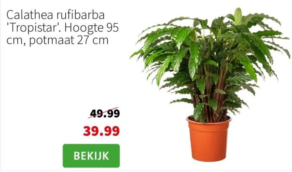 Calathea rufibarba 'Tropistar'. aanbieding bij Intratuin