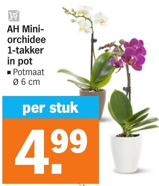 AH Mini Orchidee 1-tak kers in pot aanbieding bij Albert Heijn