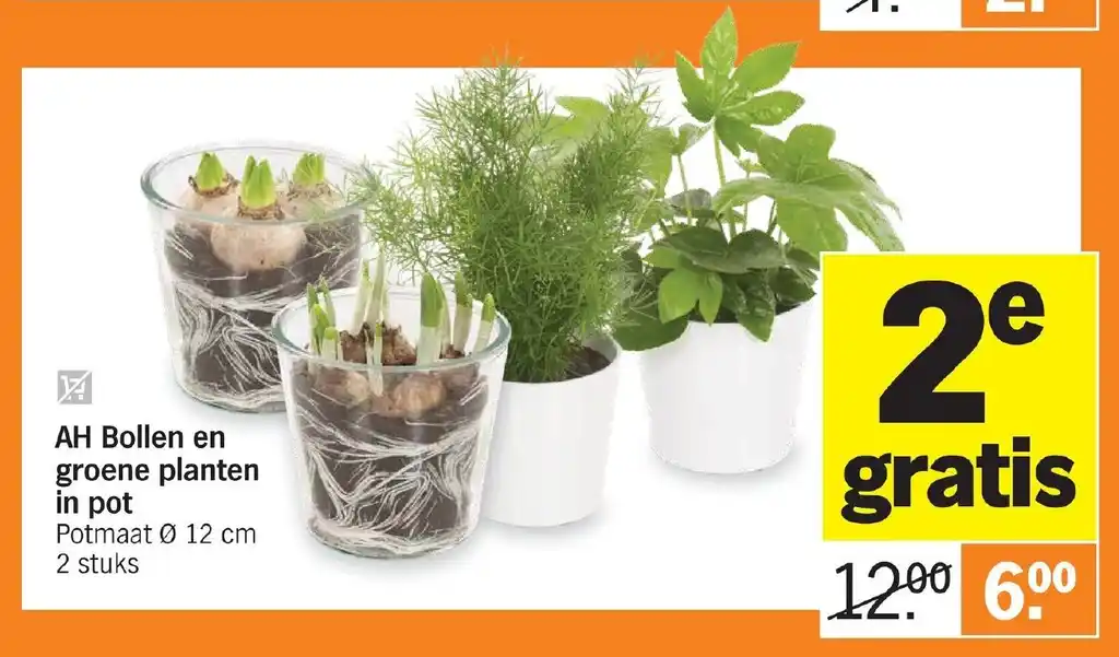 AH Bollen en groene planten in pot aanbieding bij Albert Heijn