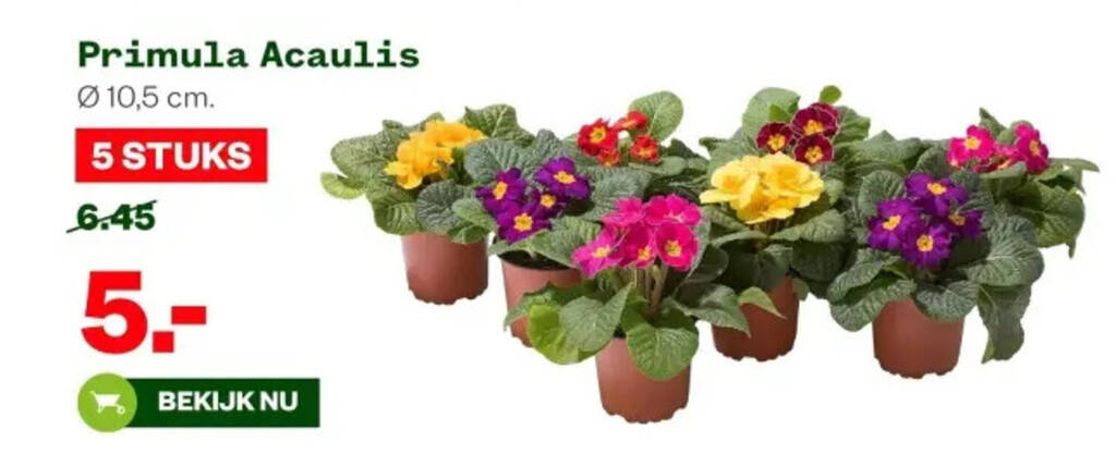 Primula Acaulis 10.5 cm aanbieding bij Welkoop