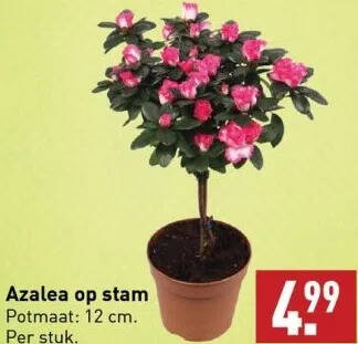 Azalea op stam Potmaat: 12 cm. Per stuk. aanbieding bij ALDI