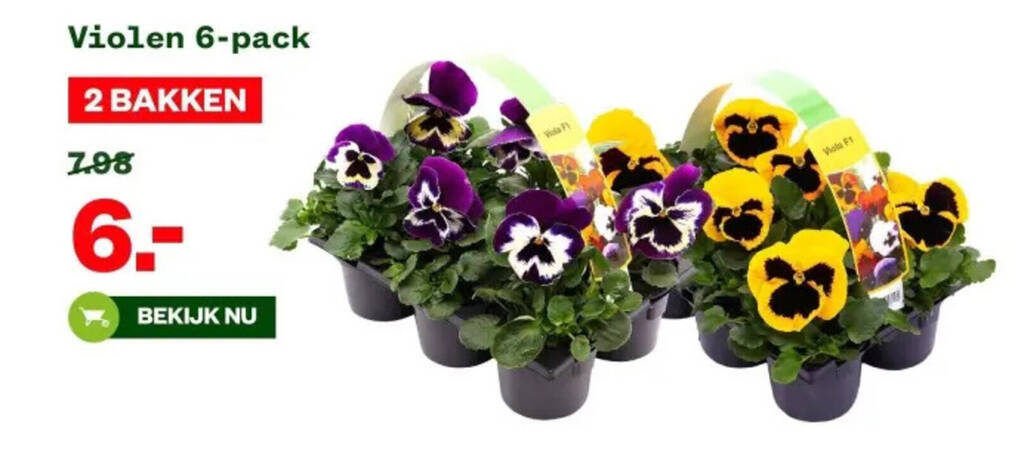 Violen 6-pack 2 bakken aanbieding bij Welkoop