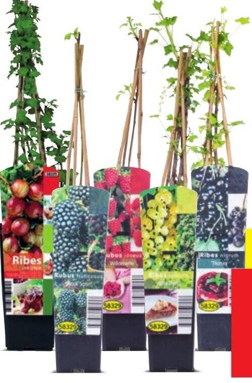 Bessenstruik per stuk aanbieding bij Lidl