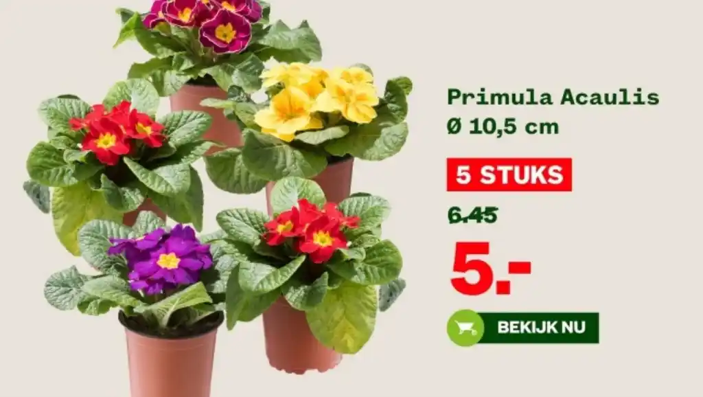 Primula Acaulis Ø 10,5 cm aanbieding bij Welkoop