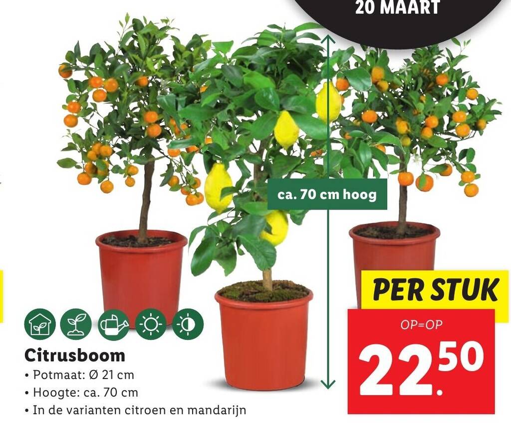 Citrusboom aanbieding bij Lidl