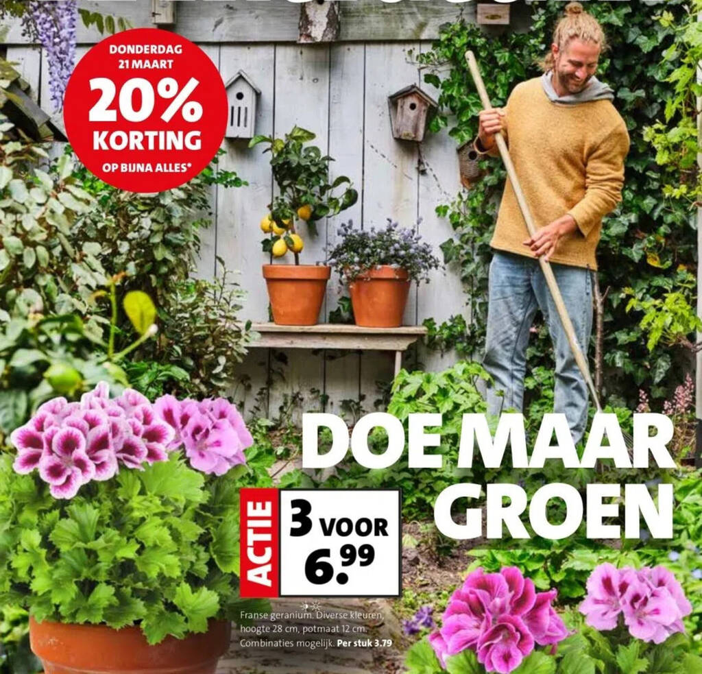 Franse geranium. Diverse kleuren, hoogte 28 cm, potmaat 12 cm Potmaat 12 cm. aanbieding bij ...