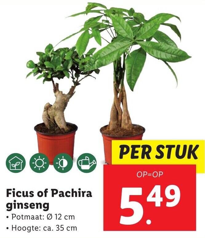Ficus of pachira ginseng per stuk aanbieding bij Lidl