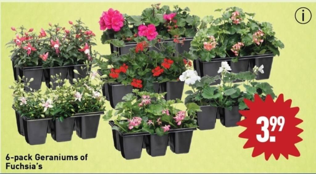 6 pack geraniums of fuchsias aanbieding bij ALDI