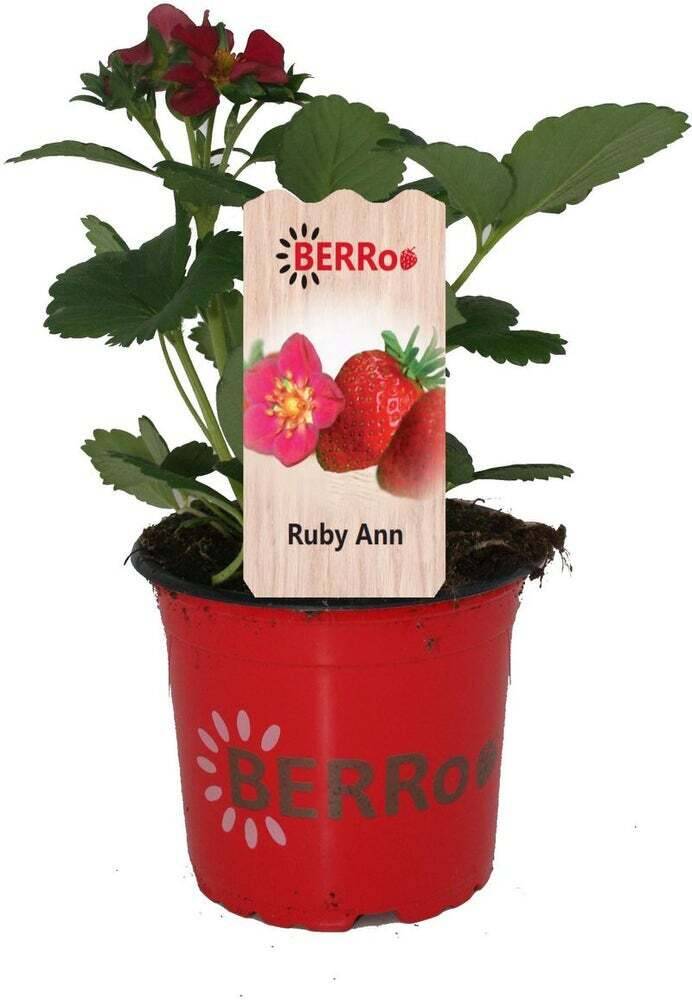 Aardbei (Fragaria ananassa 'Ruby Ann') D 12 H 25 cm aanbieding bij ...