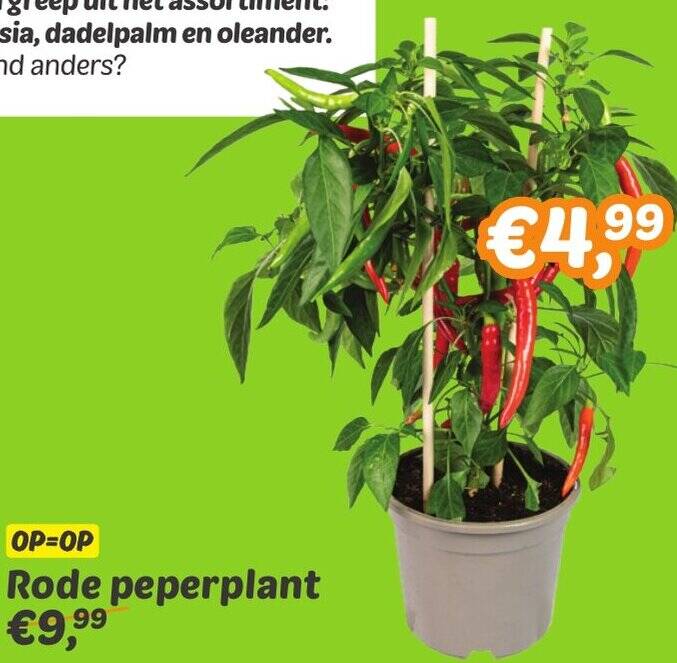 Rode peperplant aanbieding bij Dekamarkt