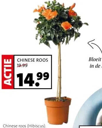 CHINESE ROOS aanbieding bij Intratuin