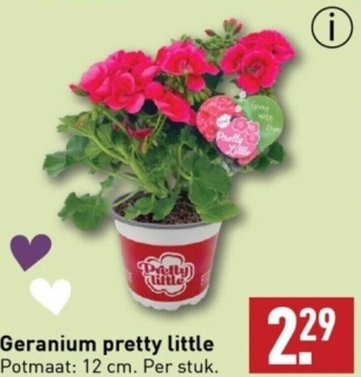 Geranium pretty little aanbieding bij ALDI