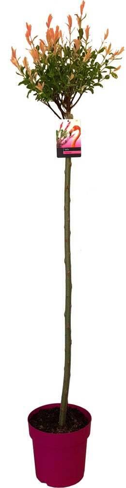 Bonte Wilg (Salix integra 'Flamingo') D 23 H 150 cm aanbieding bij ...