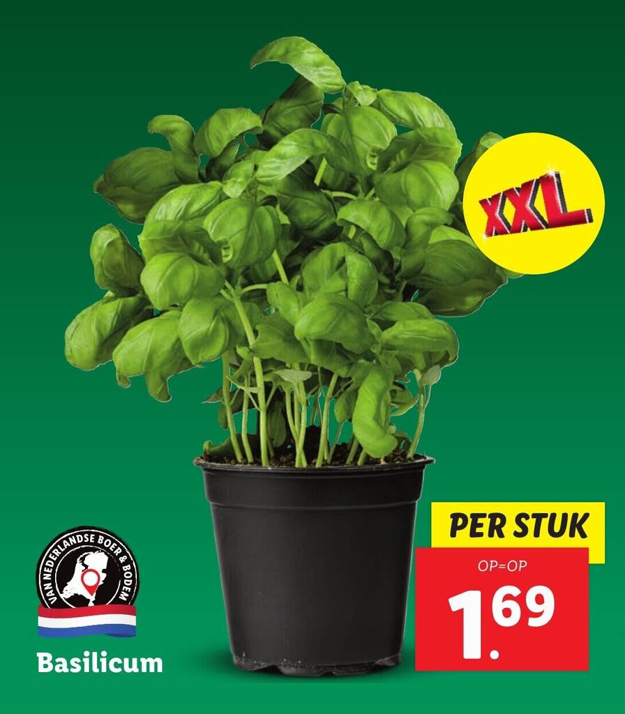 Basilicum aanbieding bij Lidl