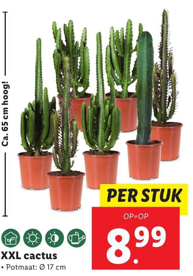 XXL cactus aanbieding bij Lidl