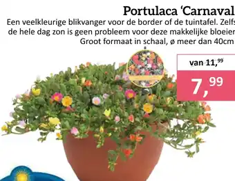 Portulaca 'Carnaval' aanbieding bij Tuincentrum de Driesprong