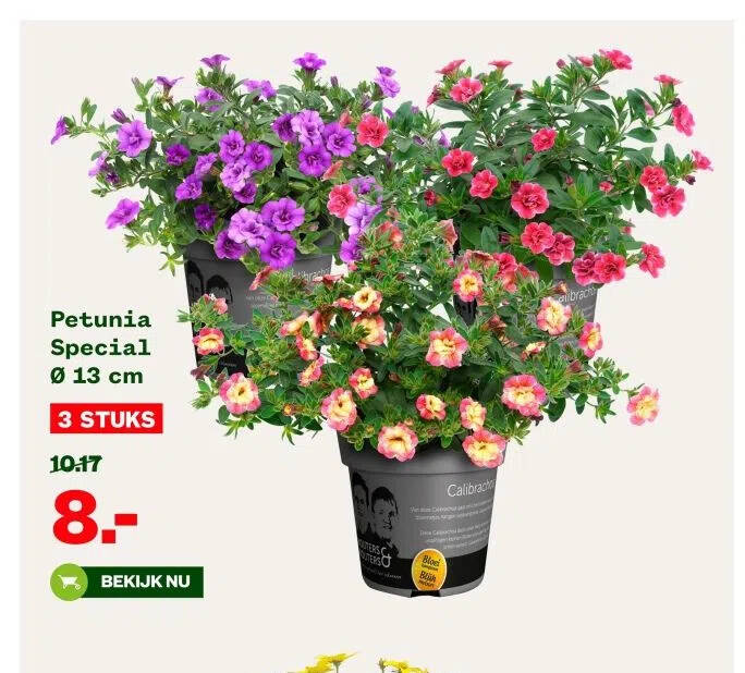 Petunia Special aanbieding bij Welkoop
