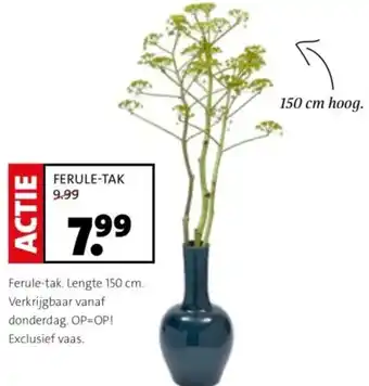 Ferule-tak. aanbieding bij Intratuin
