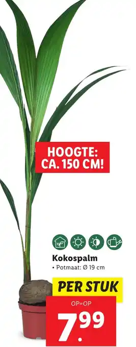 Kokospalm per stuk aanbieding bij Lidl