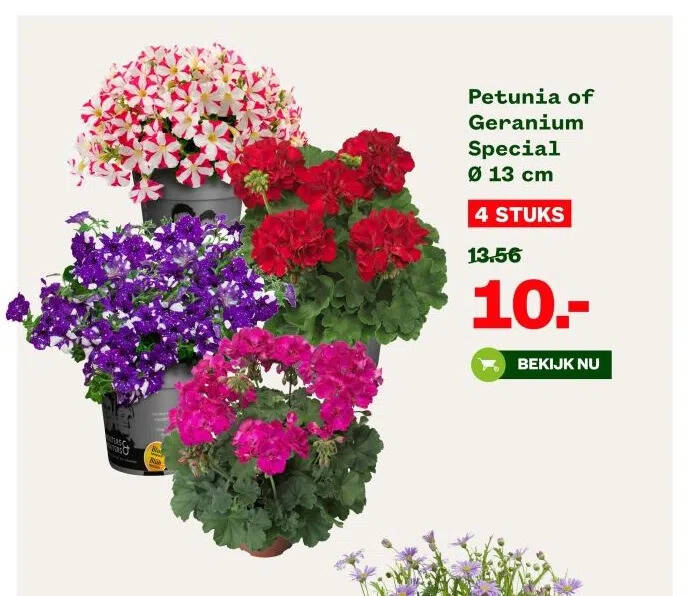 Petunia of Geranium Special aanbieding bij Welkoop