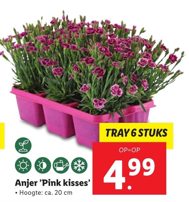 Anjer 'Pink kisses' aanbieding bij Lidl