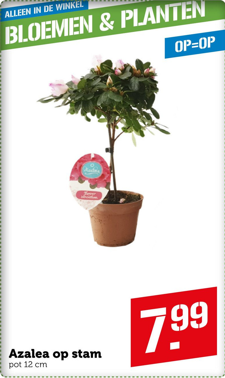 Azalea op stam aanbieding bij Coop