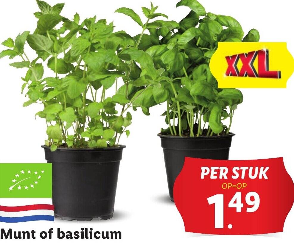 Munt of basilicum aanbieding bij Lidl
