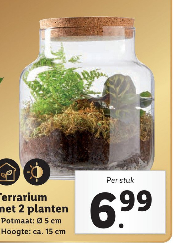 Terrarium met 2 planten aanbieding bij Lidl