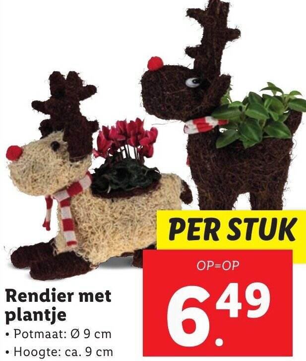 Rendier met plantje aanbieding bij Lidl