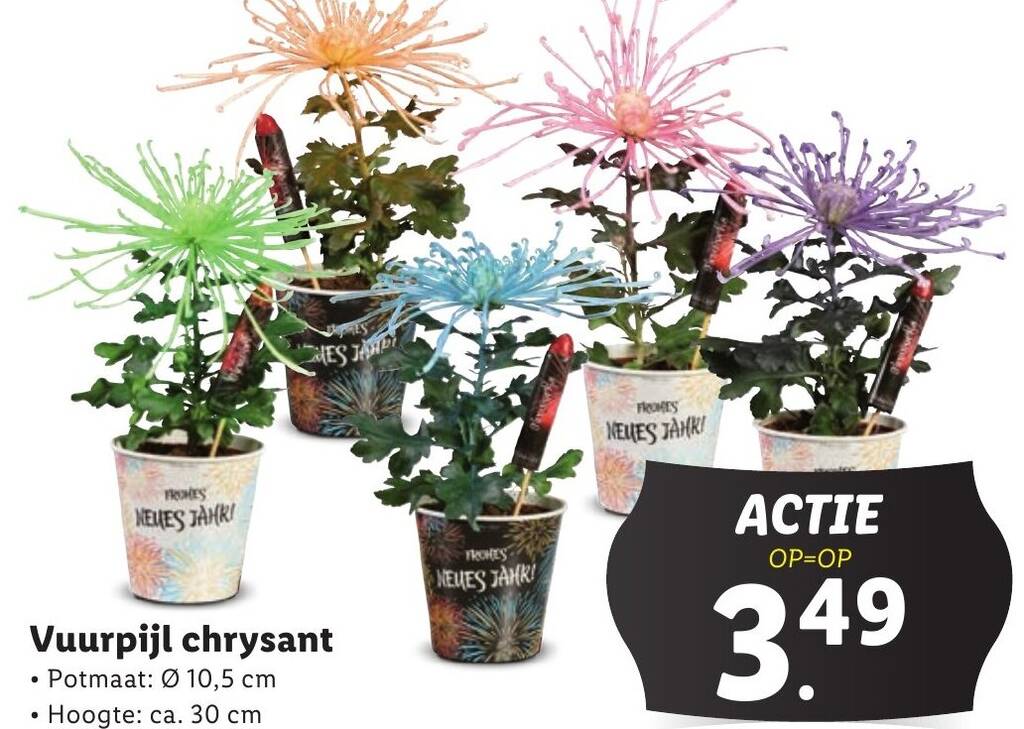 Vuurpijl chrysant 30 cm aanbieding bij Lidl