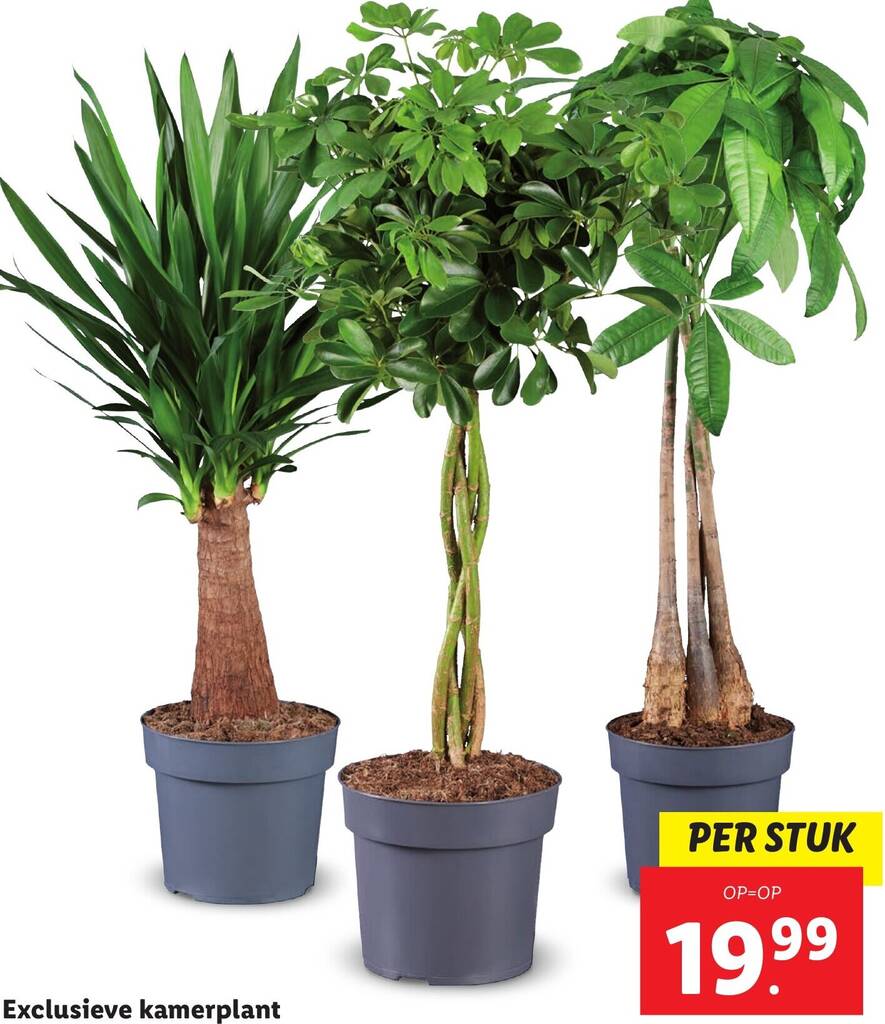Exclusieve kamerplant aanbieding bij Lidl