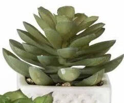 Plantjes in pot Rivièra Chic aanbieding bij Xenos