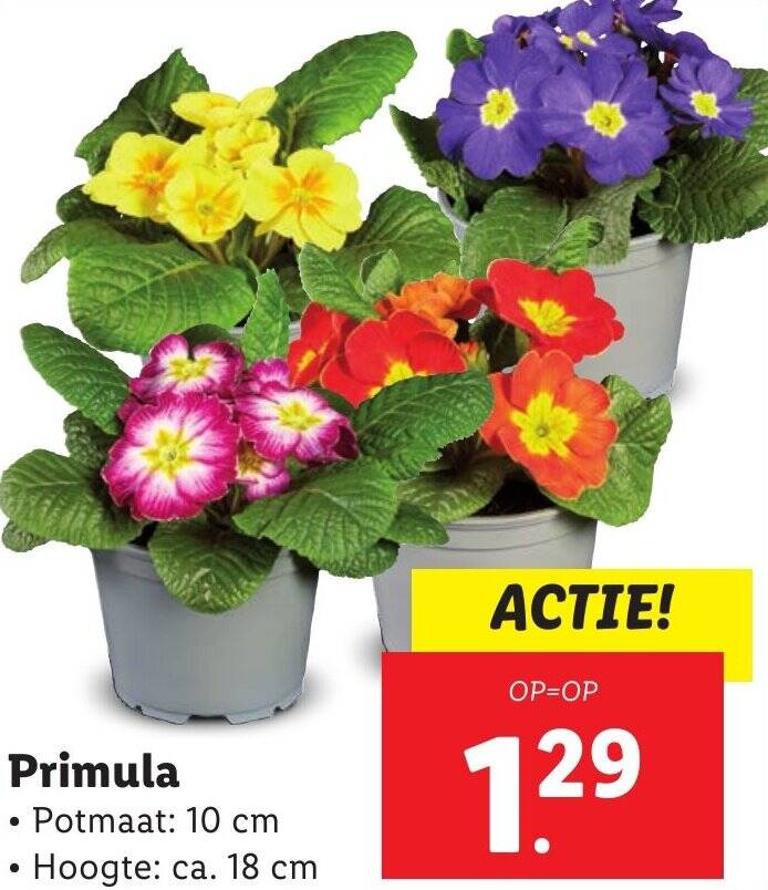 Primula 10-18 cm aanbieding bij Lidl
