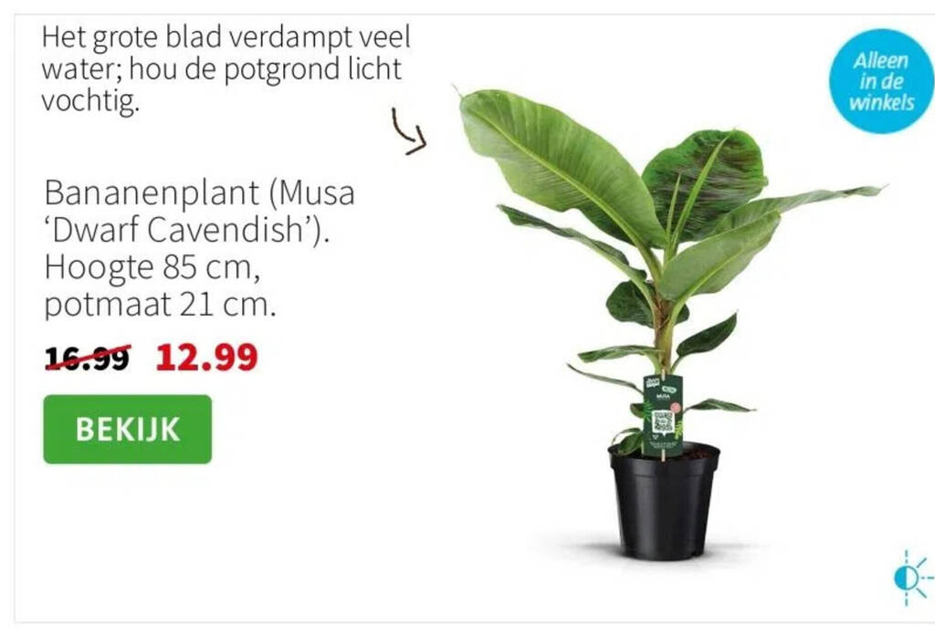 Bananenplant Musa ‘Dwarf Cavendish’ 21 cm aanbieding bij Intratuin