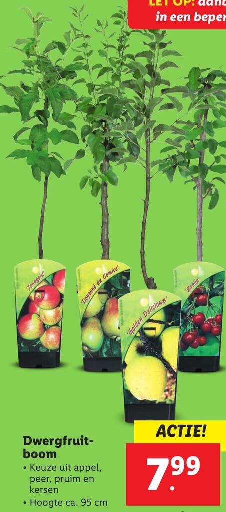 Dwergfruit boom 95 cm aanbieding bij Lidl