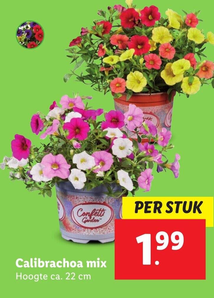 Calibrachoa mix aanbieding bij Lidl