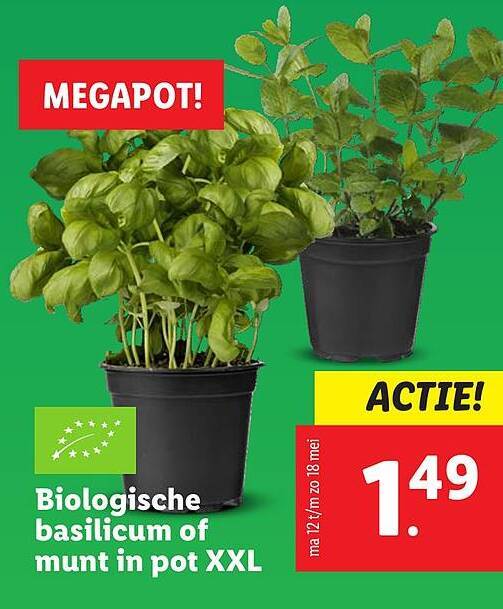 Biologische basilicum of munt in pot XXL aanbieding bij Lidl