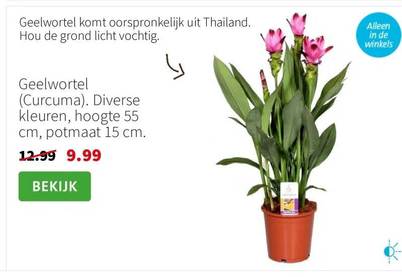 Geelwortel (Curcuma). Diverse kleuren, hoogte 55 cm, potmaat 15 cm. aanbieding bij Intratuin
