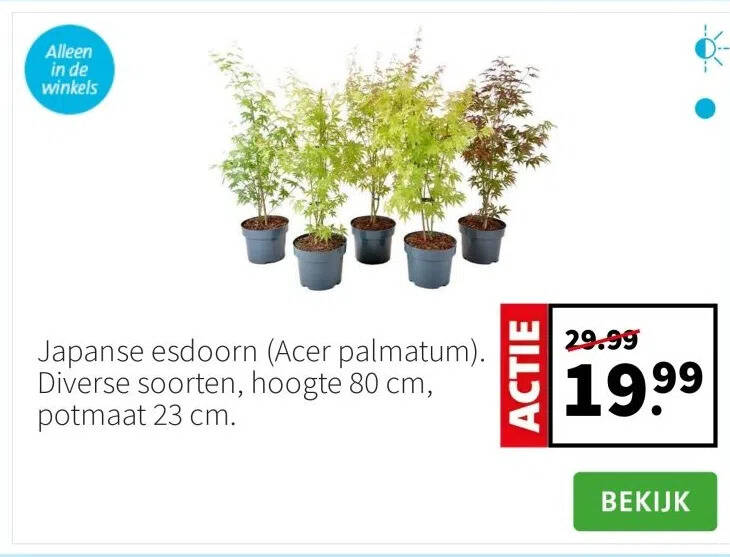 Japanse esdoorn (Acer palmatum). Diverse soorten, hoogte 80 cm, potmaat 23 cm. aanbieding bij ...