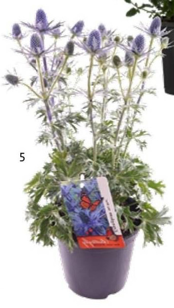 Blauwe distel (eryngium 'magical blue globe') aanbieding bij Intratuin