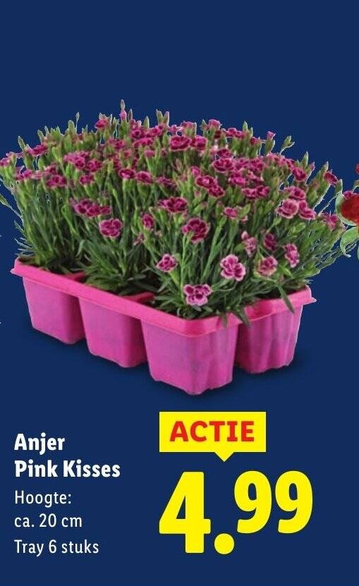 Anjer Pink Kisses aanbieding bij Lidl