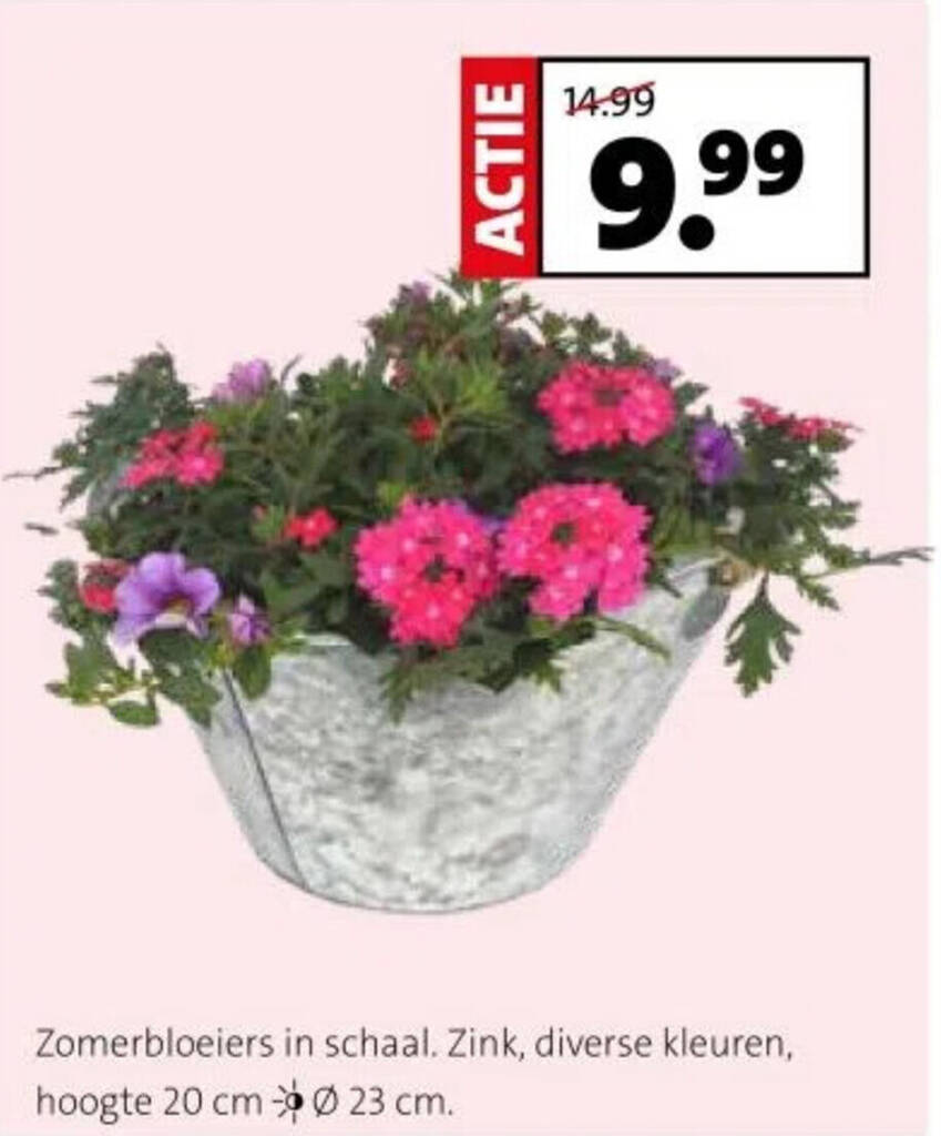 Zomerbloeiers in schaal 20 - 23 cm aanbieding bij Intratuin