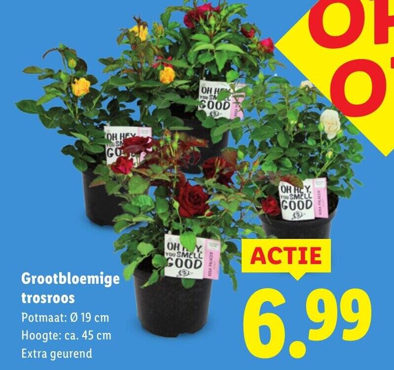 Grootbloemige trosroos aanbieding bij Lidl