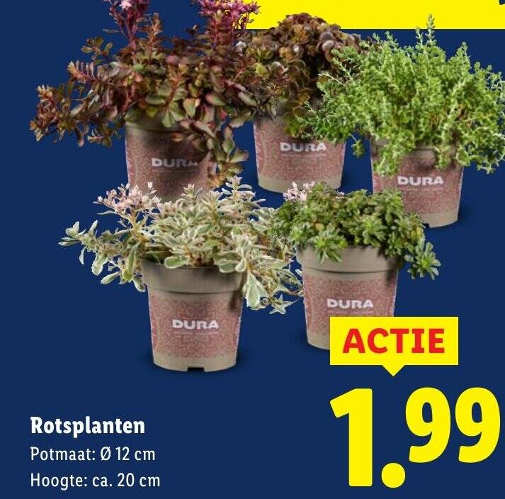 Rotsplanten aanbieding bij Lidl